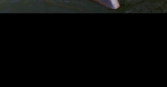 Snake River Sturgeon Poaching: Fish and Game Seeks Information
