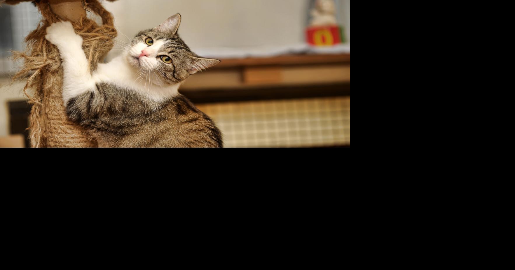 LIFE-my-pet-world-DMT