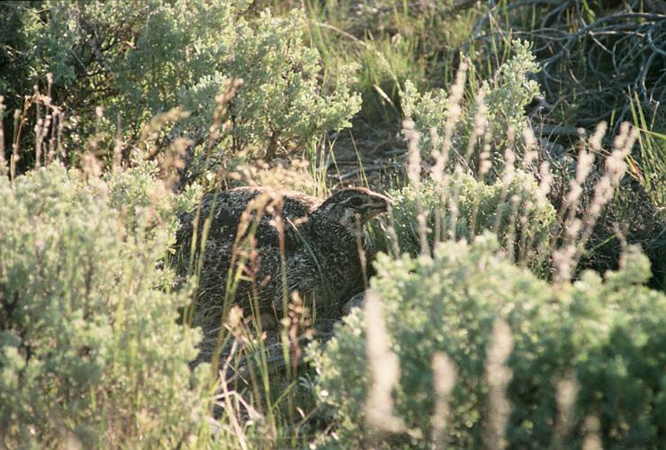 Sage grouse facts