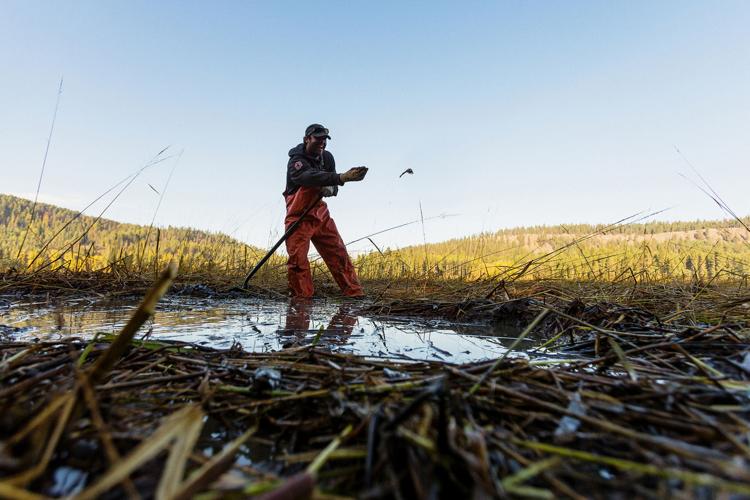 'The Real Idaho Spud': Tribe Harvests Water Potatoes