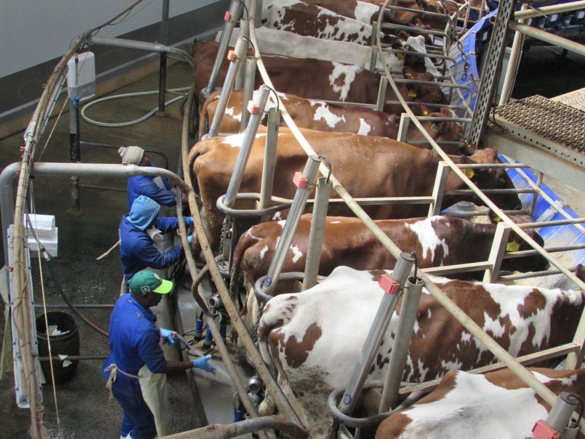 Dairying in South Africa faces fierce competition | Southern Idaho ...