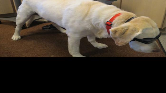 Laser Therapy Goes to the Dogs | Local | magicvalley.com