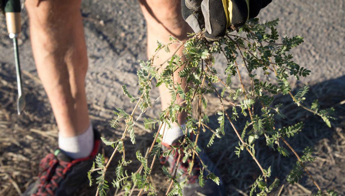 Goatheads have long been a thorn in Boise’s side. Are festival ...