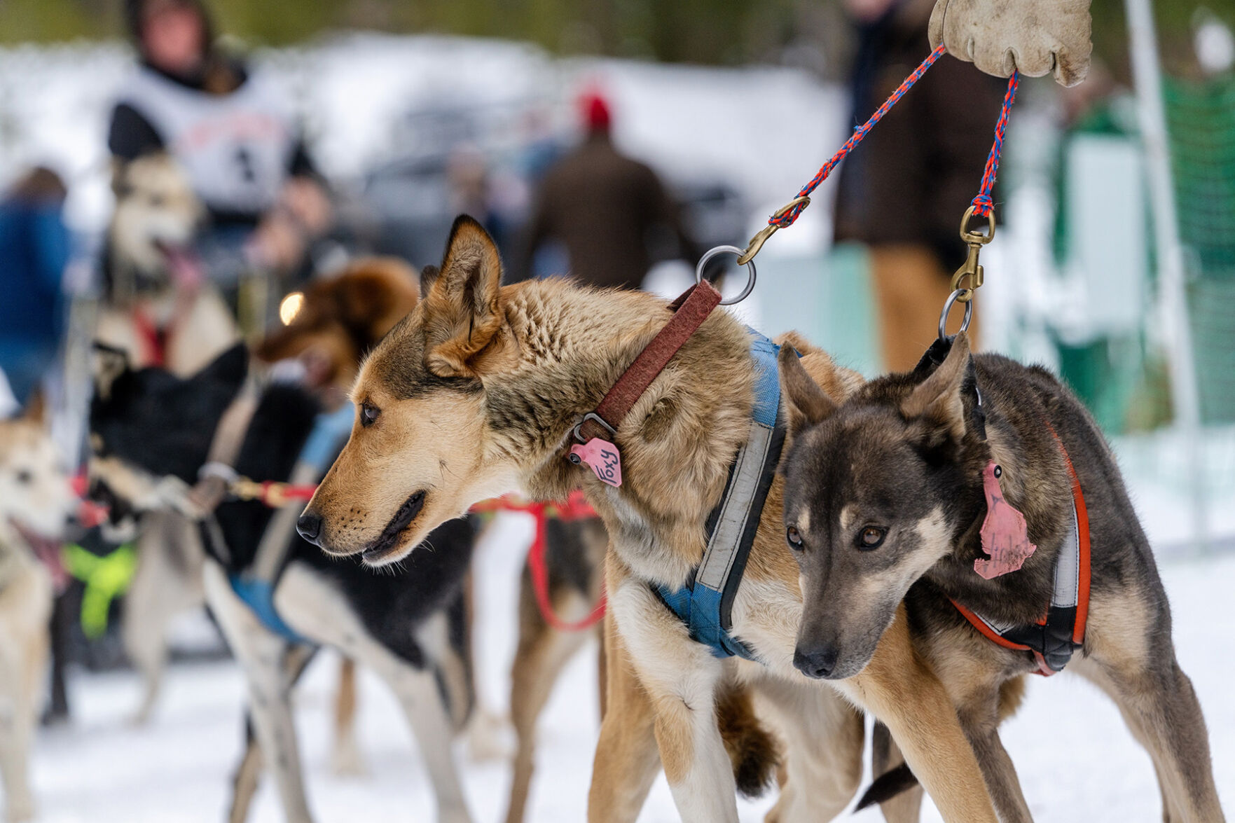 Idaho Sled Dog Challenge announces cessation | Photos