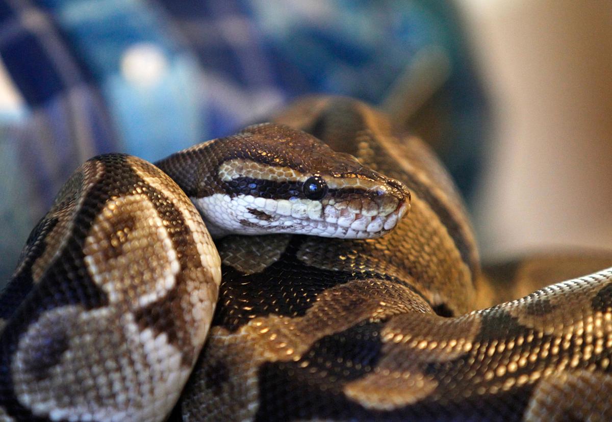 Creepy Crawly Day at CSI sets perfect Halloween mood | Local ...