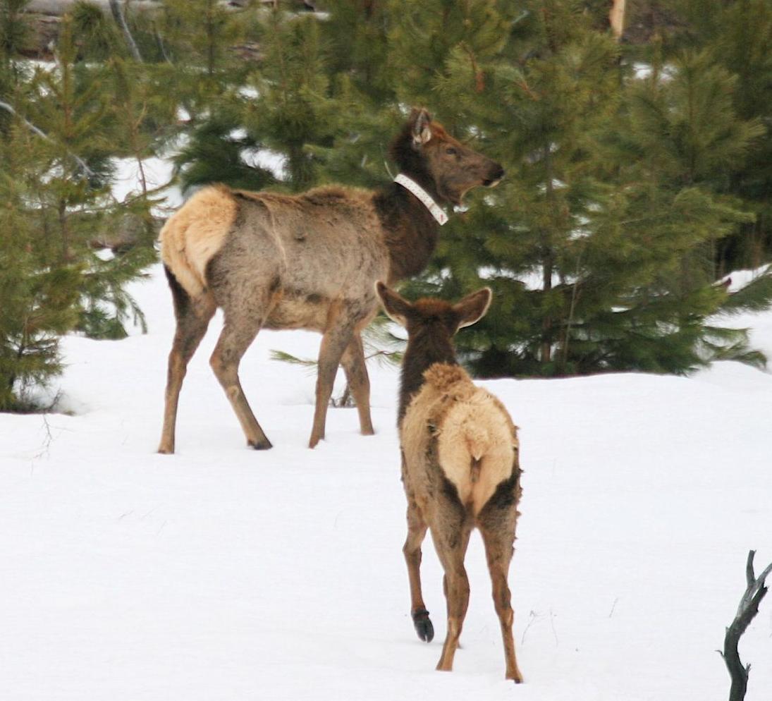 GPS collars show the secret lives of deer and elk