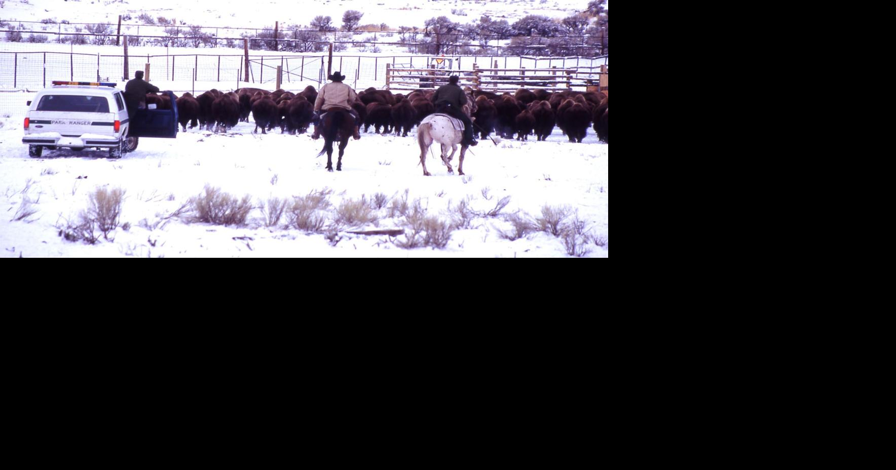 Changes Considered for Yellowstone Bison Slaughter Program