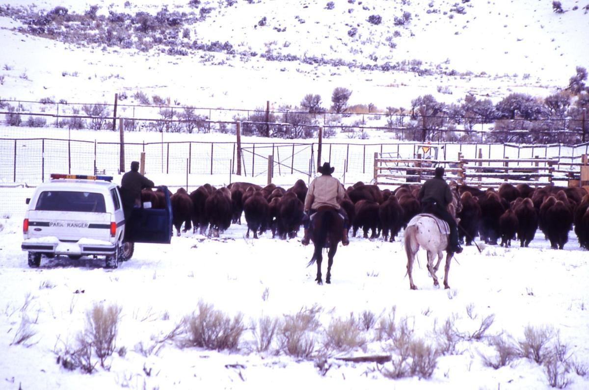 Changes Considered for Yellowstone Bison Slaughter Program