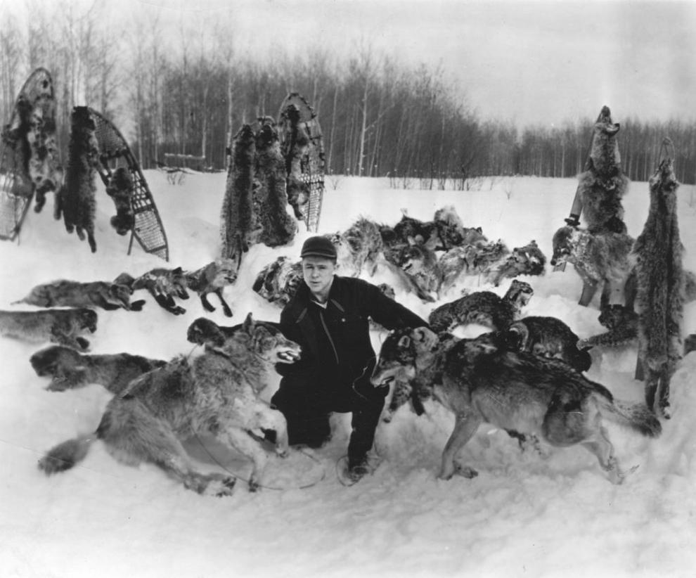Life on the range: Early history of wolves in Idaho