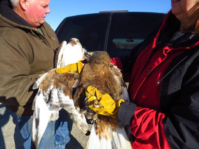 Shooting of 2 Protected Hawks Angers Birders