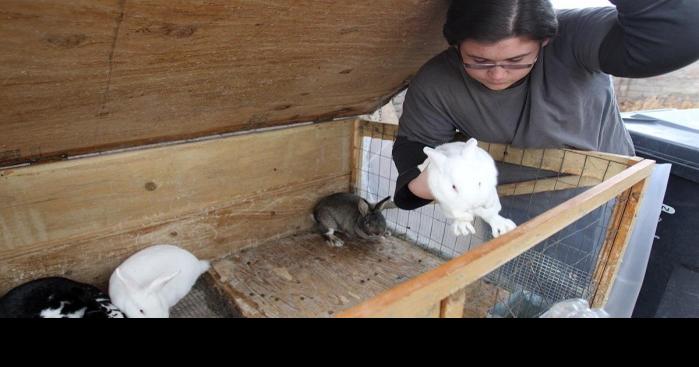 Area Urban Homesteaders Grow Their Own Rabbit Meat