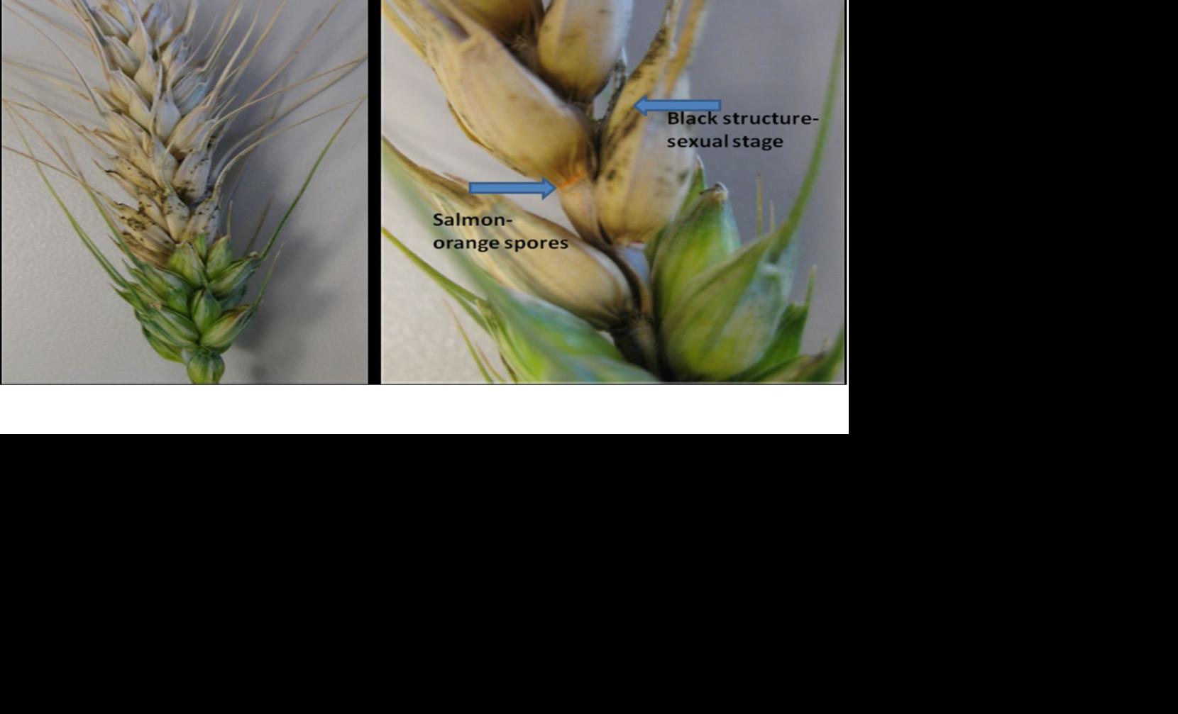 Fusarium Head Blight Causes Barley Headaches | Southern Idaho ...