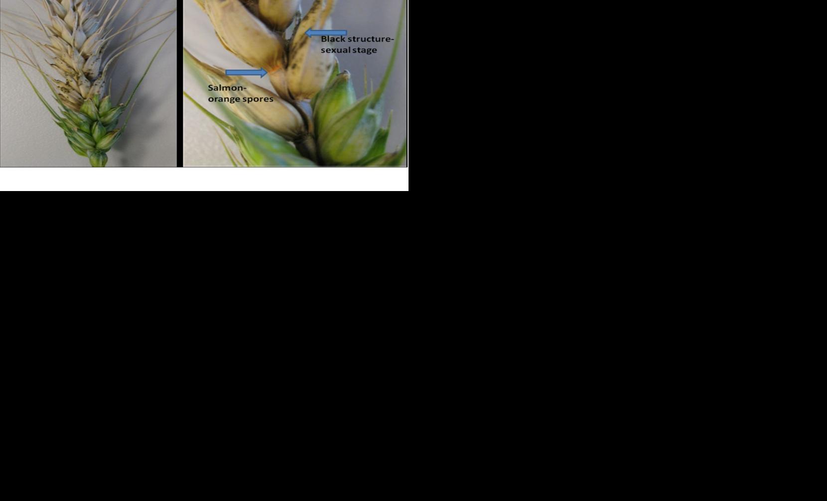 Fusarium Head Blight Causes Barley Headaches