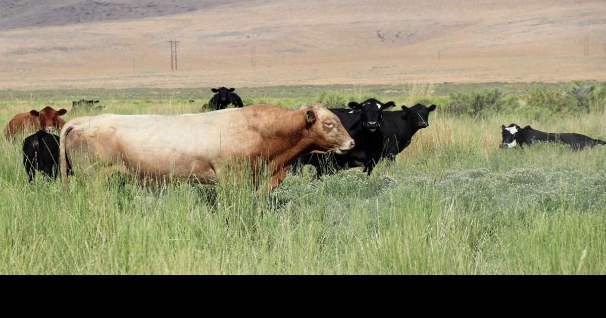 BLM to update grazing regulations
