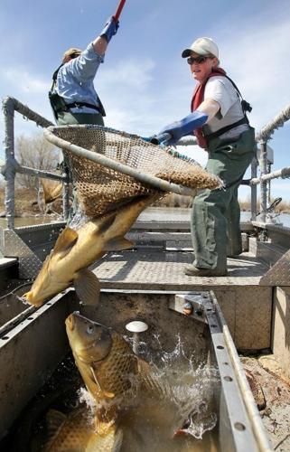 'Electrofishing' clears carp from Hagerman ponds