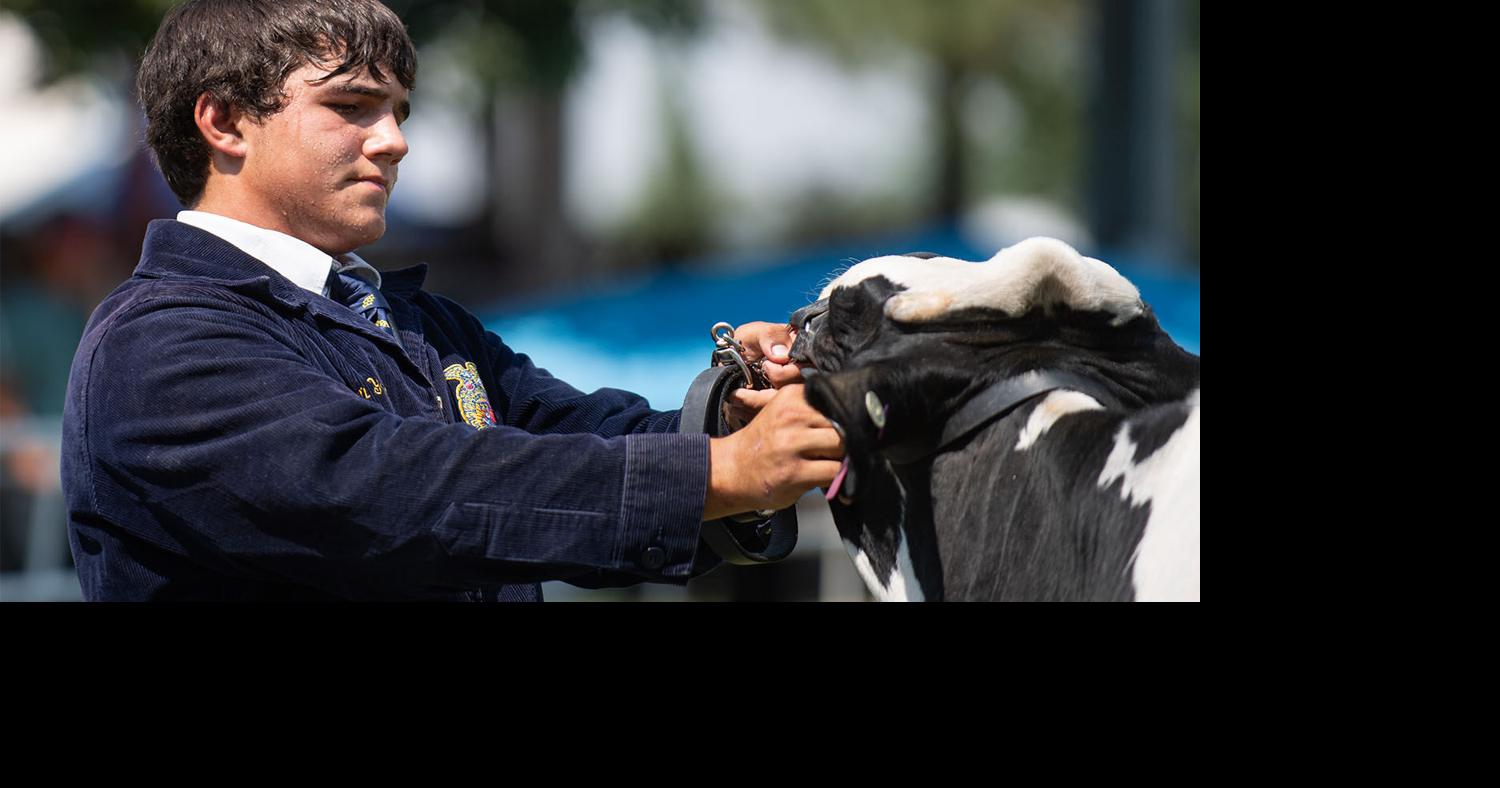 Contestants show cows in the final Jerome Fair competition