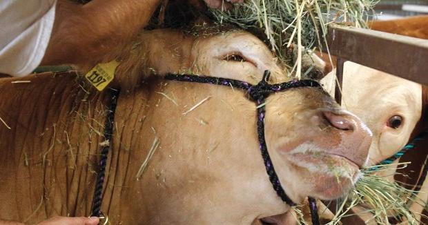Gallery: Gooding County Fair