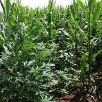 More than 300 pot plants found in Jerome Co. cornfield