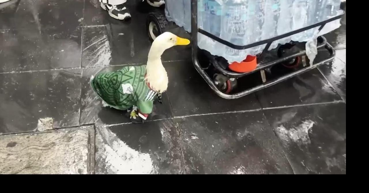 Merlin the duck, a Mexico City street-side regular, became the World ...