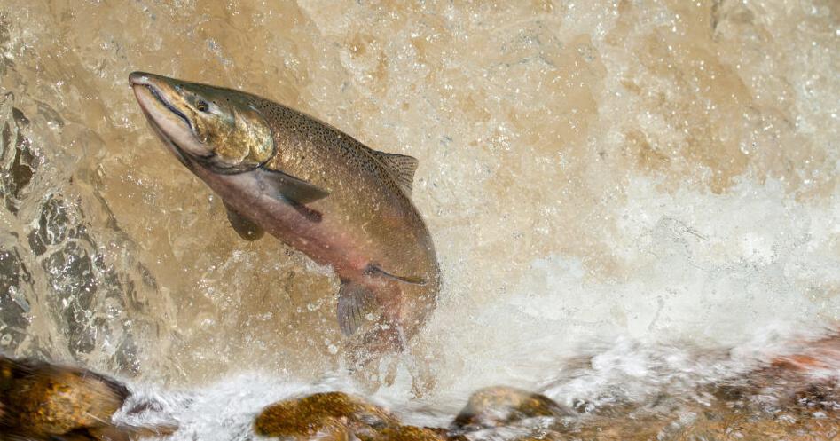 ‘Covenant of the Salmon People’ film shows Nez Perce Tribe’s ...