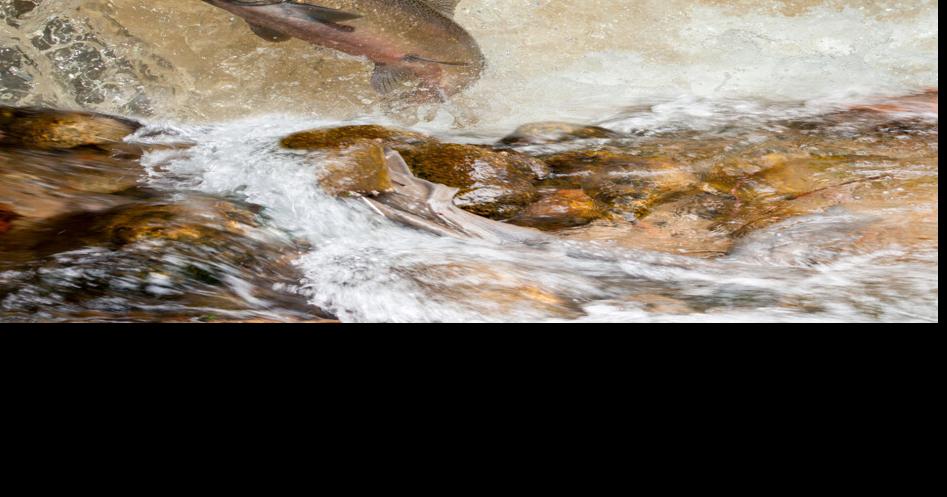 ‘Covenant of the Salmon People’ film shows Nez Perce Tribe’s ...