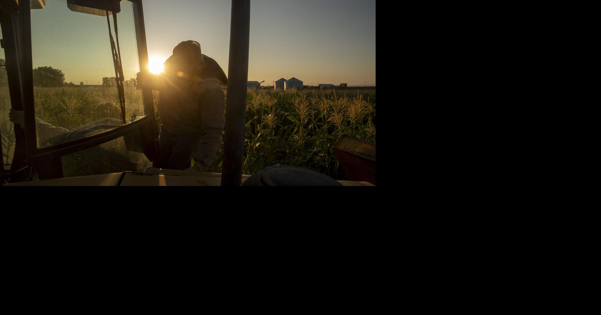 PHOTOS: Plucking sweet corn