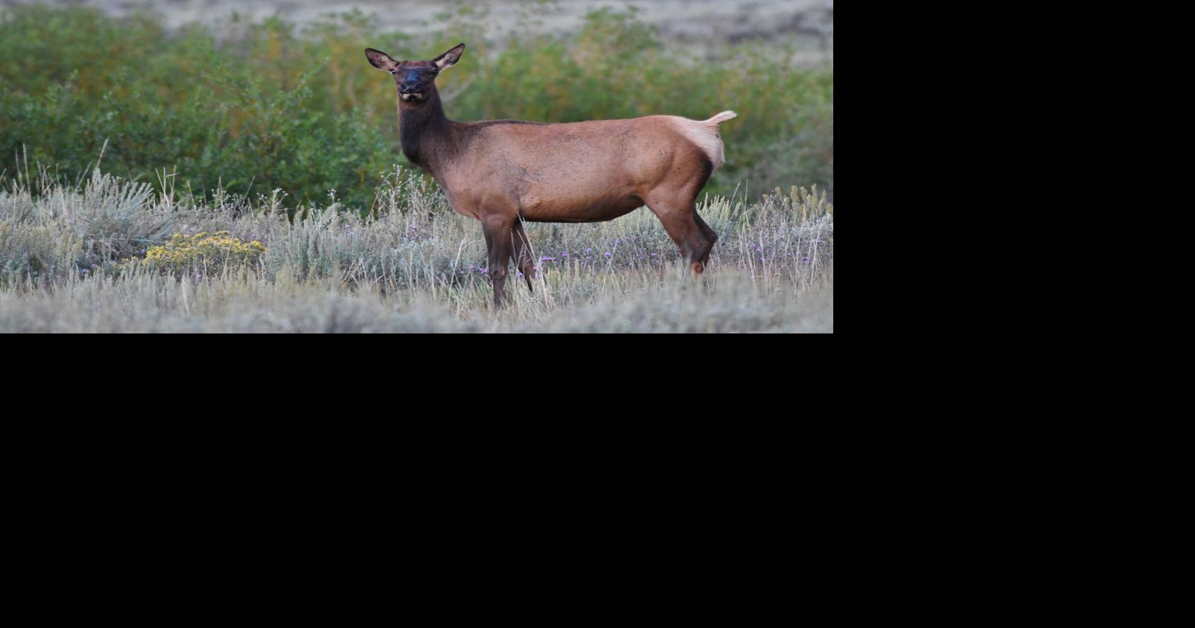 F&G has killed more than 40 elk since late July to prevent crop damage