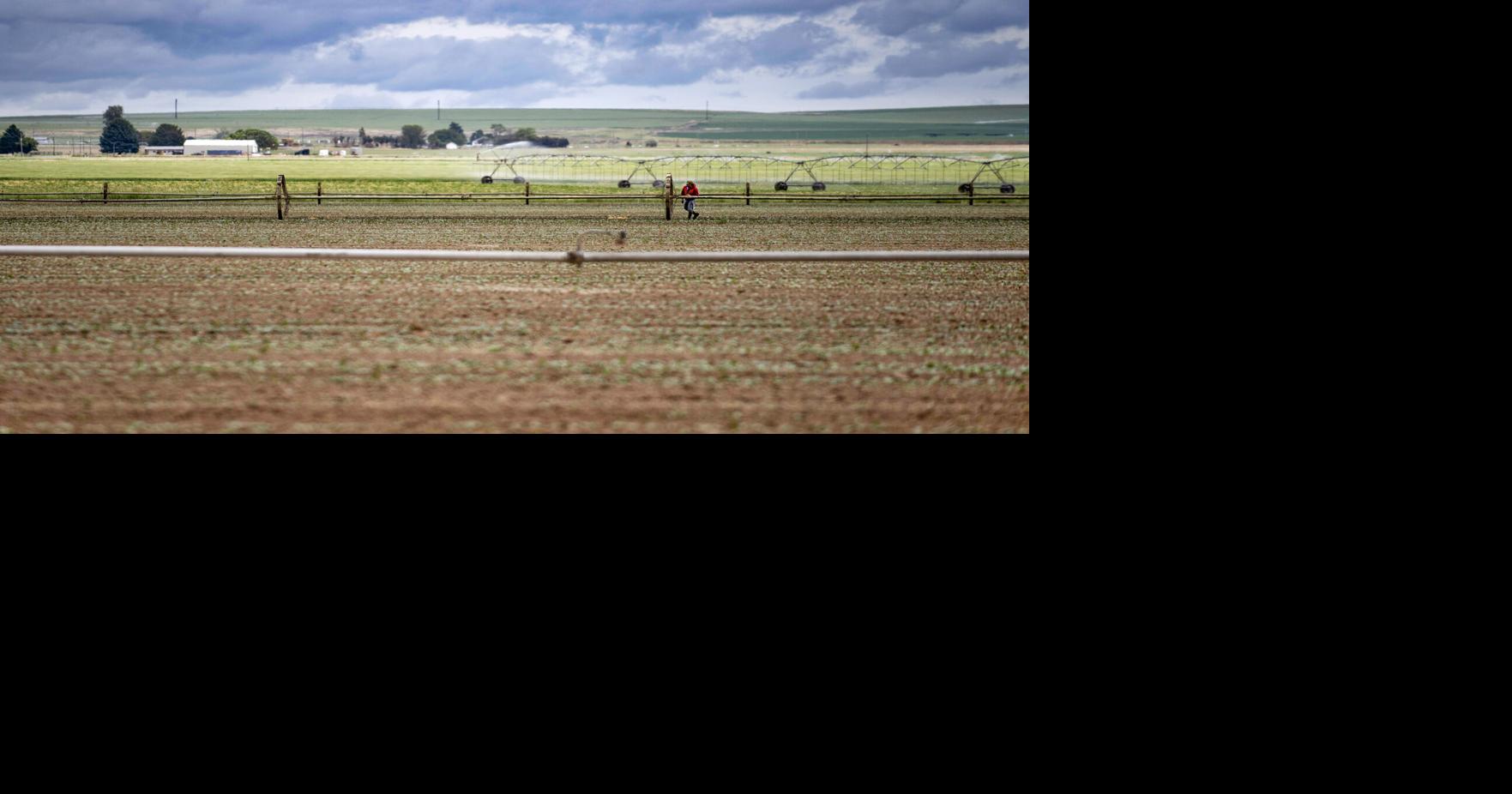 Wheel lines are used to irrigate the ground on farms