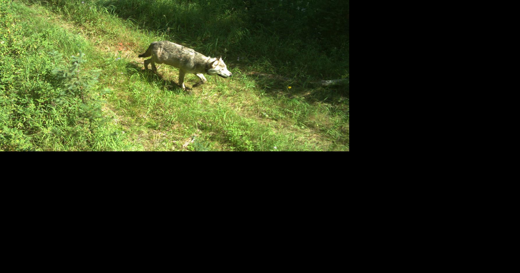 Life on the range: Wolf Reintroduction in Idaho