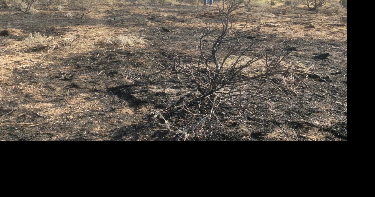 BLM: More Grazing Wouldn’t Have Stopped Soda Fire
