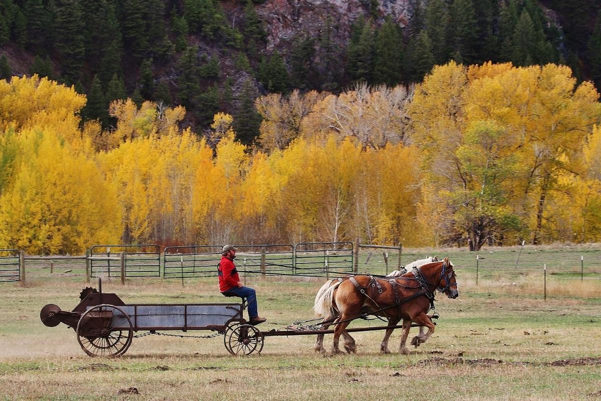 Gallery: Readers' Photos of Idaho Farm Life
