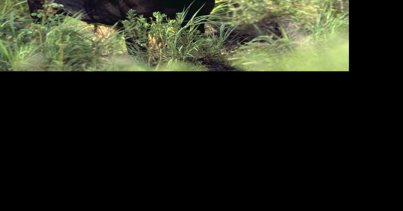 Aggressive cow moose with calf reported in the Adams Gulch area north ...