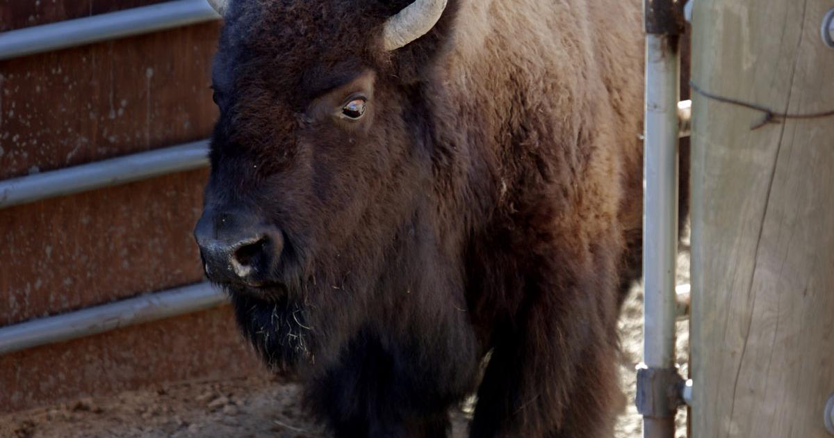 Yellowstone Bison Slaughter Alternatives Offered
