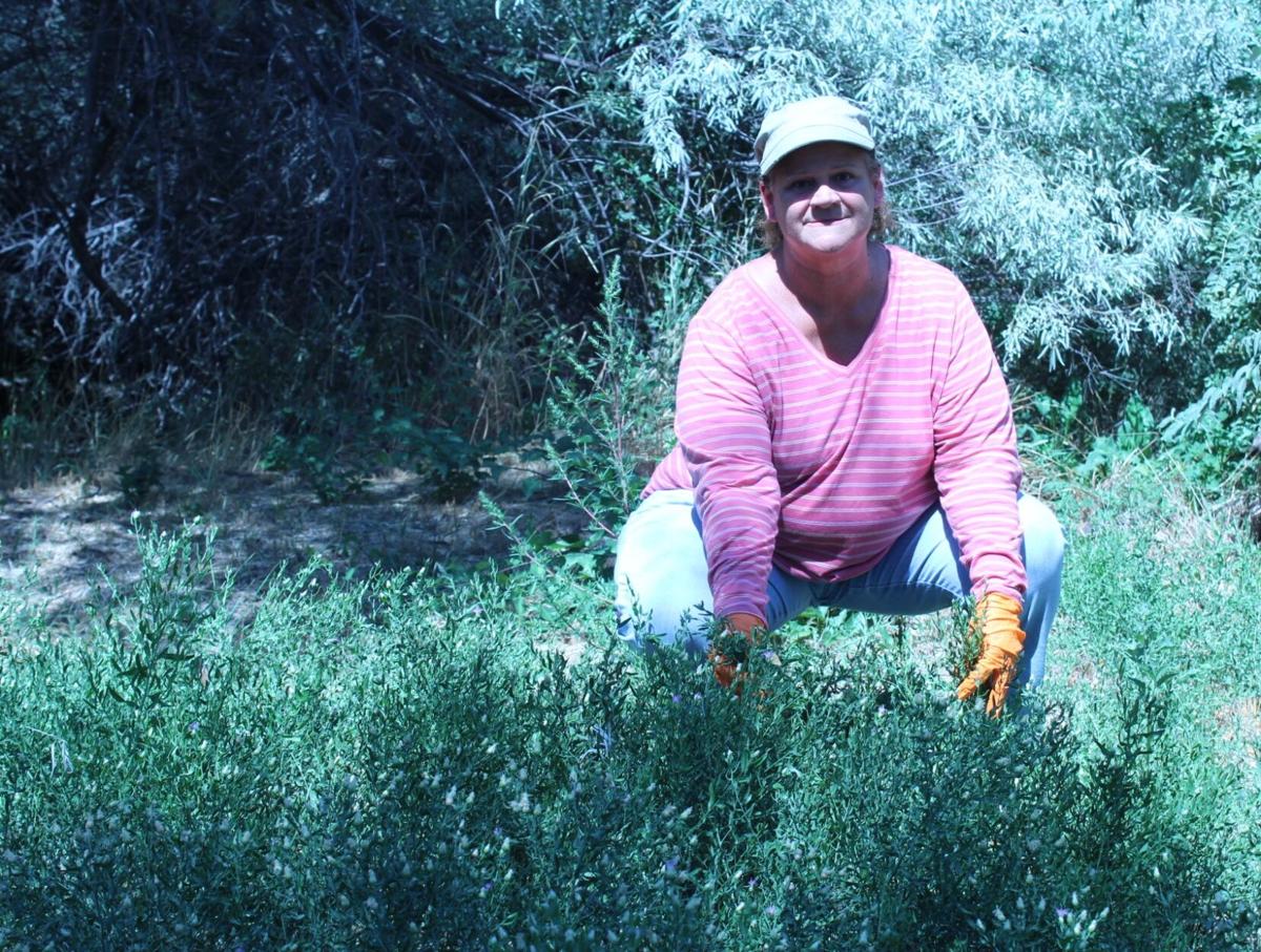 Noxious weeds eat away at Idaho landscape