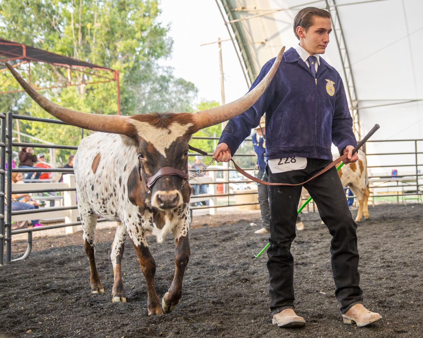 These kids aren't afraid of the longhorns | Southern Idaho Agriculture ...