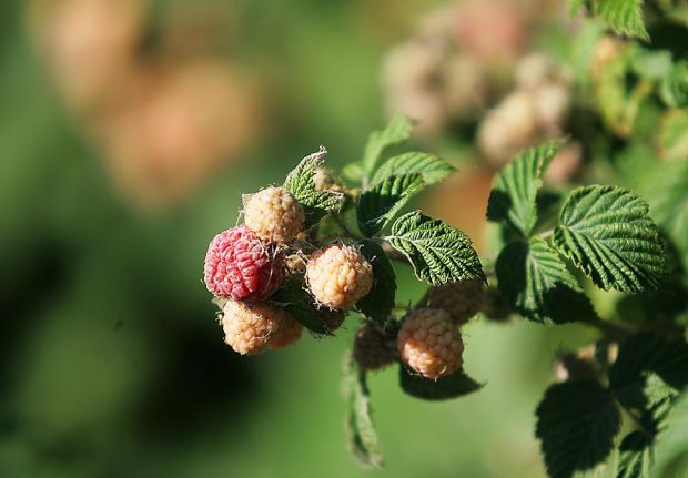 Pick Your Own Raspberries at CSI Garden