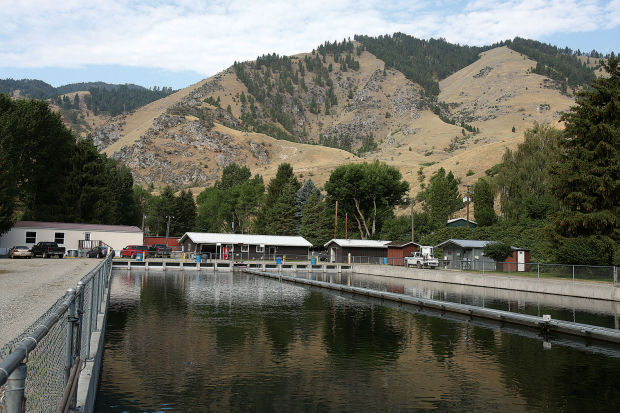 Watch Salmon Spawn at Rapid River Hatchery