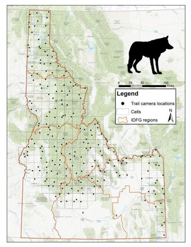 How does IDFG monitor wolf populations?