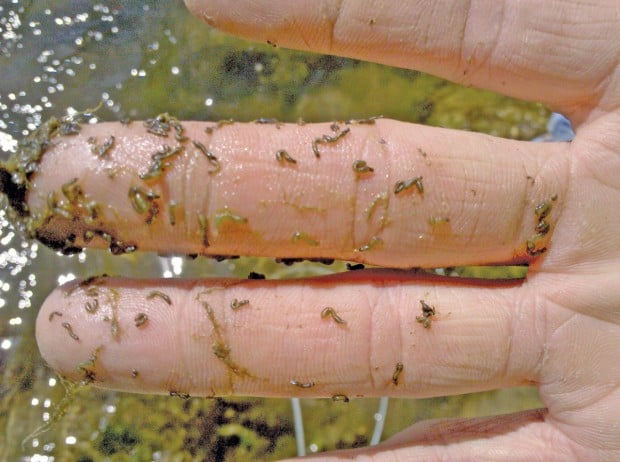 Livestock Owners Brace for More Black Flies