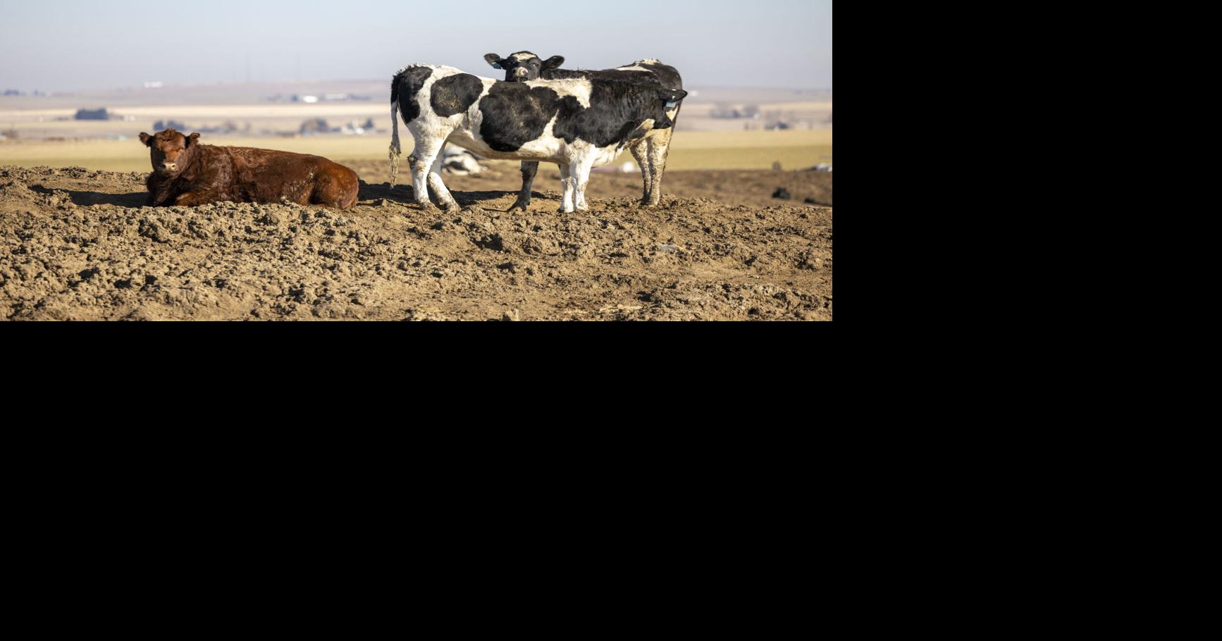 Idaho dairy workers untested as bird flu spreads in cattle