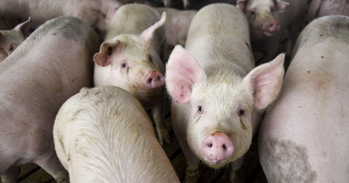 PETA requests investigation in death of 10 pigs hauled to local ...