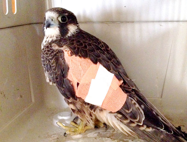 Peregrine Falcon Found Injured on Twin Falls Campus