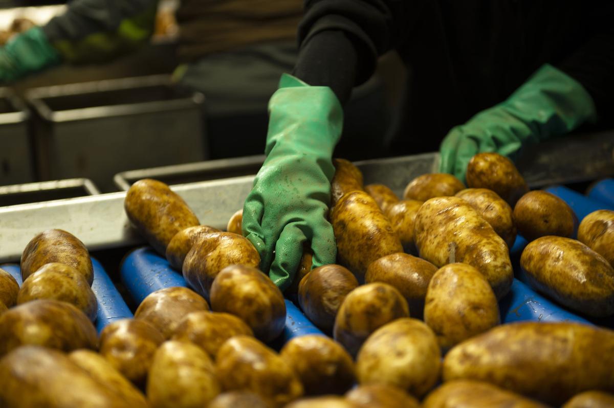 Mart Produce keeps added value from potato crops at home ...