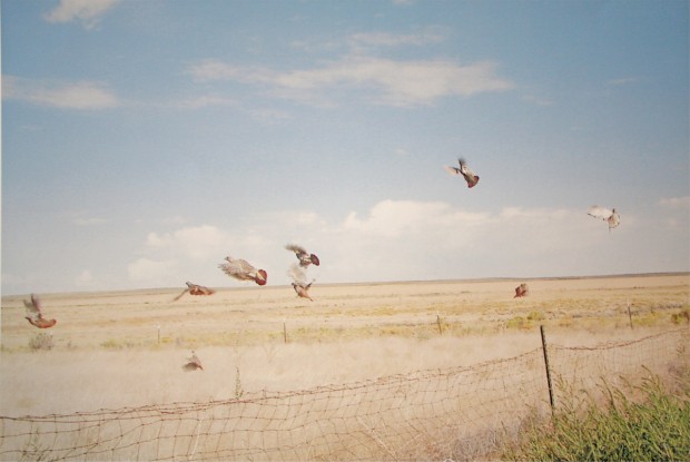 Tips to increase your chances of flushing early-season birds