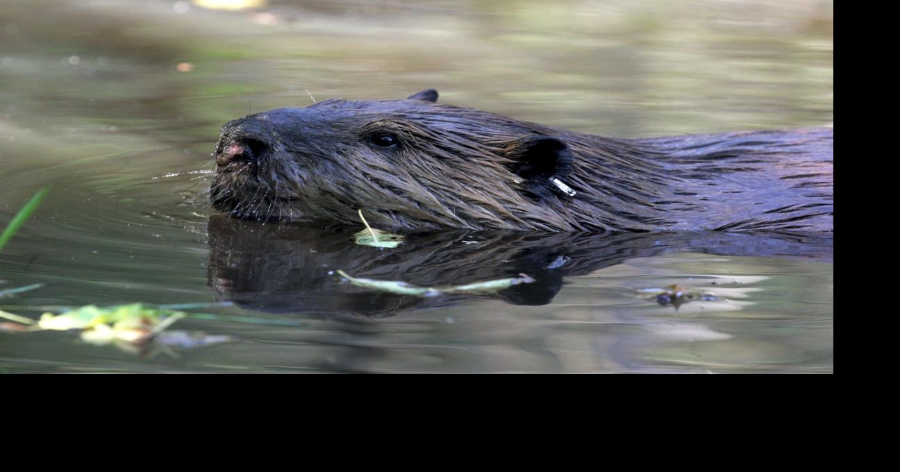 Geronimo: Idaho's Parachuting Backcountry Beaver