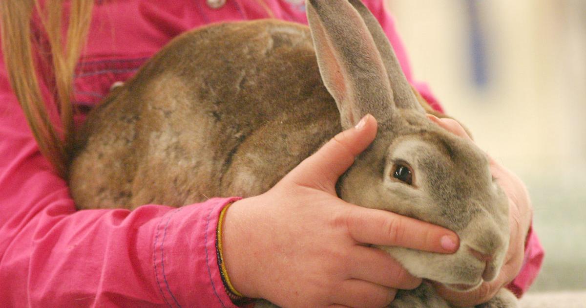 Gallery: The Gooding County Fair Files