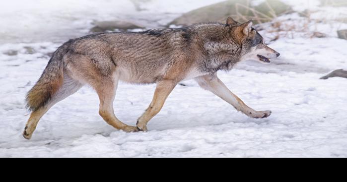 Activists Protest Killing Wolves to Boost Elk Numbers