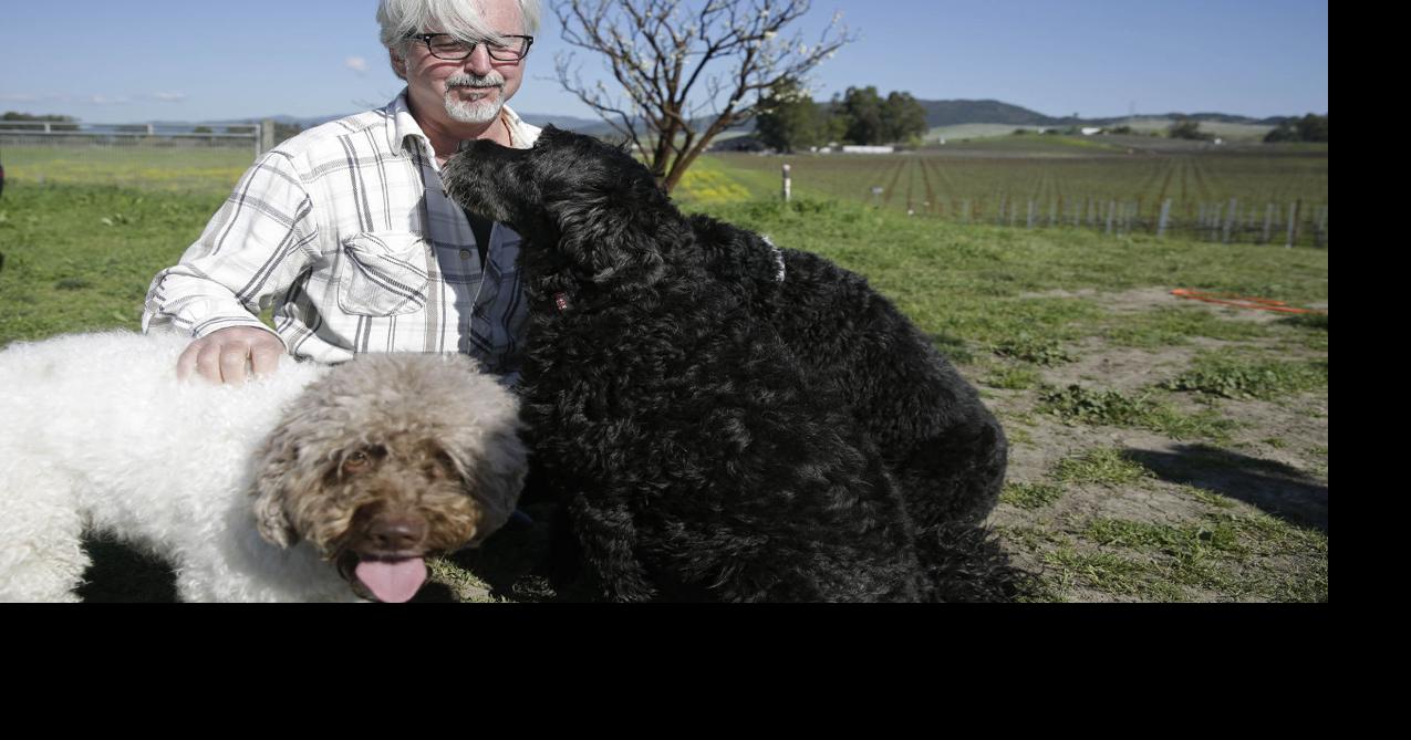 Truffle Dogs Sniff Out Pungent Fungus Prized by Foodies