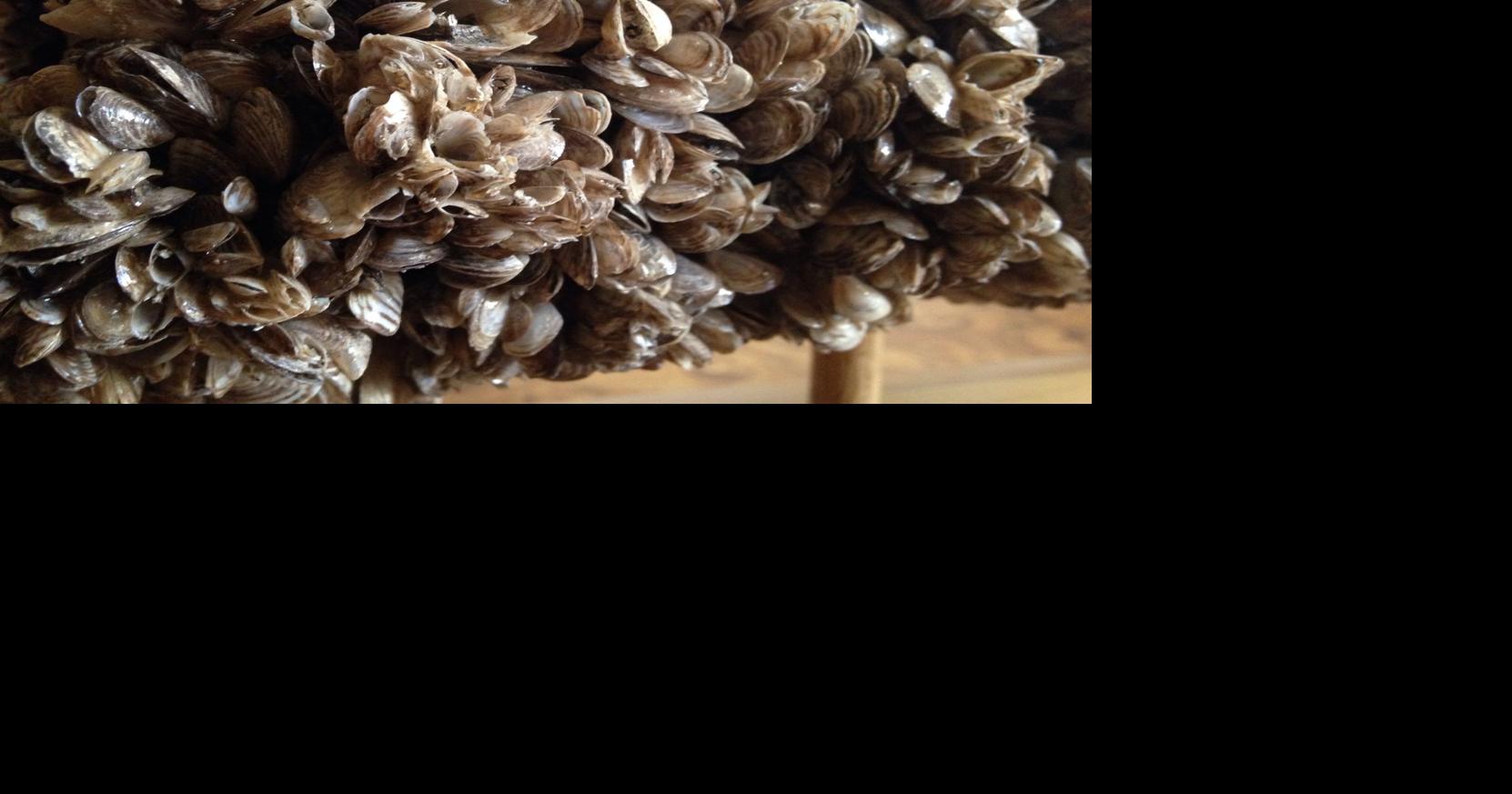 Mussel eradication efforts underway in southern Idaho