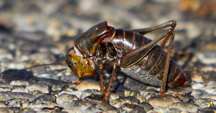 Mormon crickets cover roads in Camas County